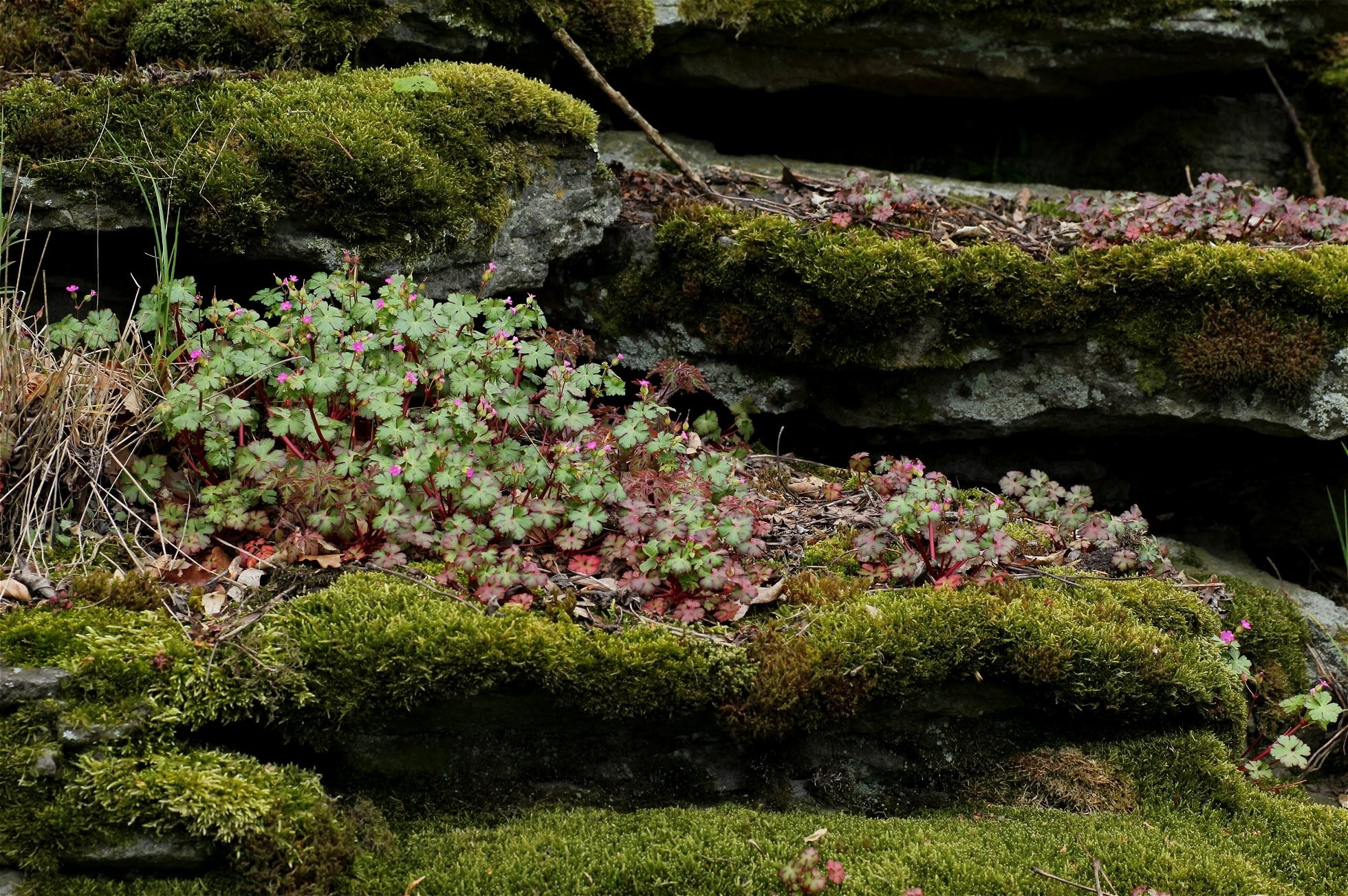 Výber: Pohronský Inovec - pohorie skál, lúk a štálov | HIKING.SK