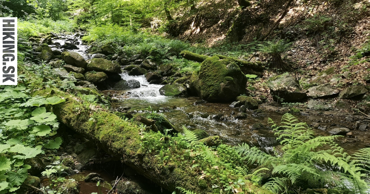 Fotka: Pod ferratou - Malá Fatra - foto 69957 | HIKING.SK