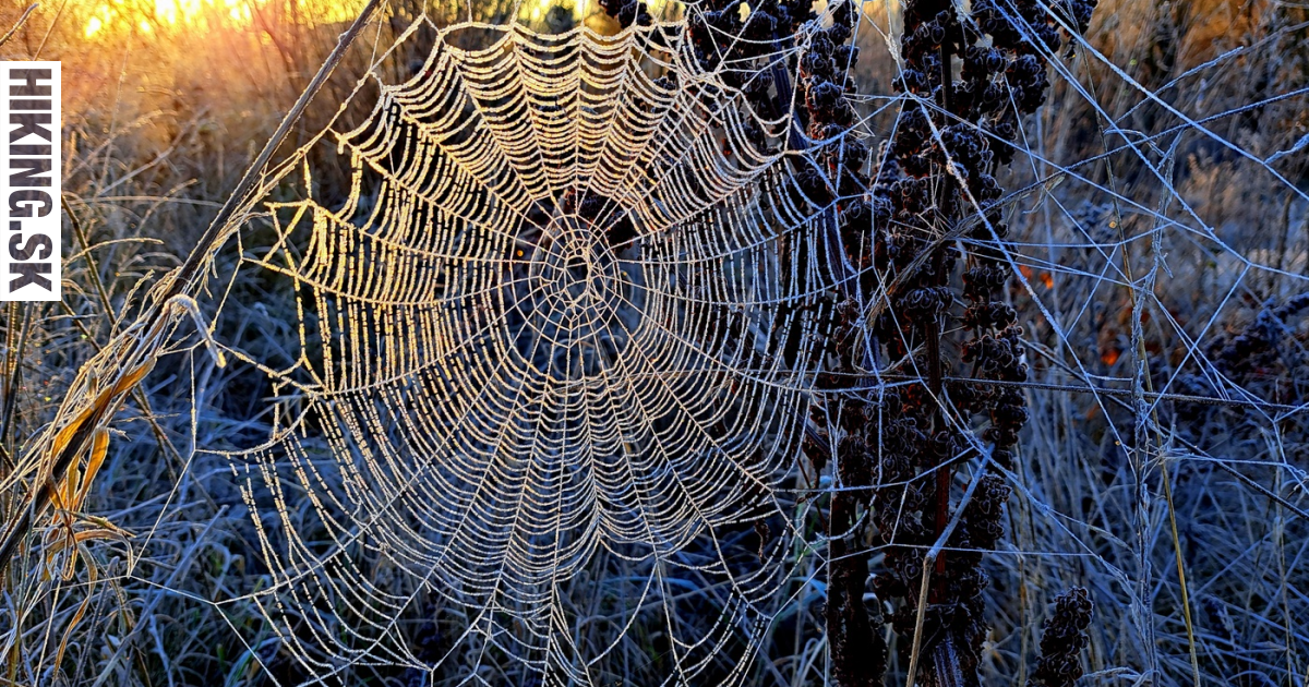 Fotka: Súčasť prírody - Vysoké a Belianske Tatry - foto 72444 | HIKING.SK