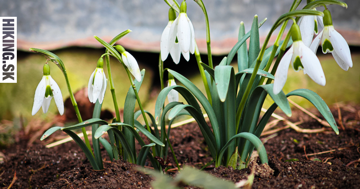 Fotka: Symbol jari - Súľovské vrchy - foto 73007 | HIKING.SK
