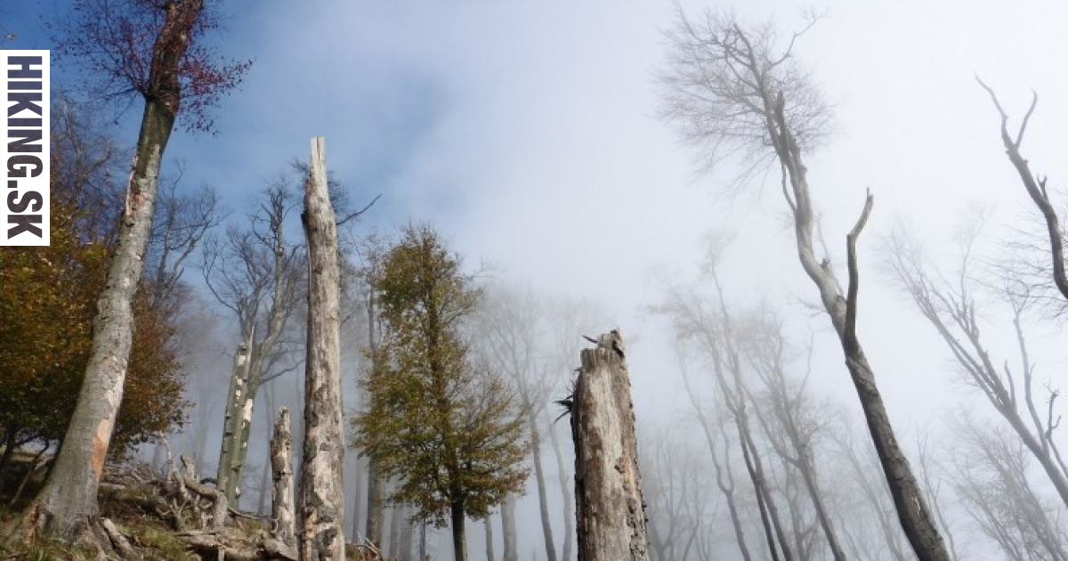 Fotka: pod Mesačnou - Malé Karpaty - foto 49690 | HIKING.SK