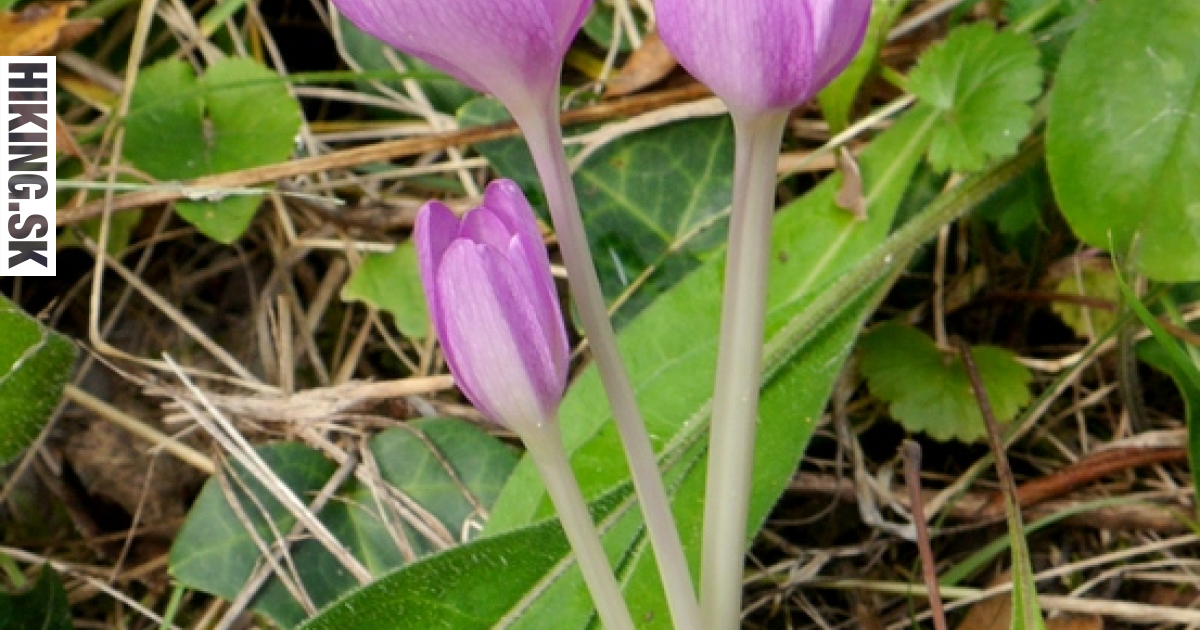 Fotka: Jesienka - Podunajsko - foto 53347 | HIKING.SK