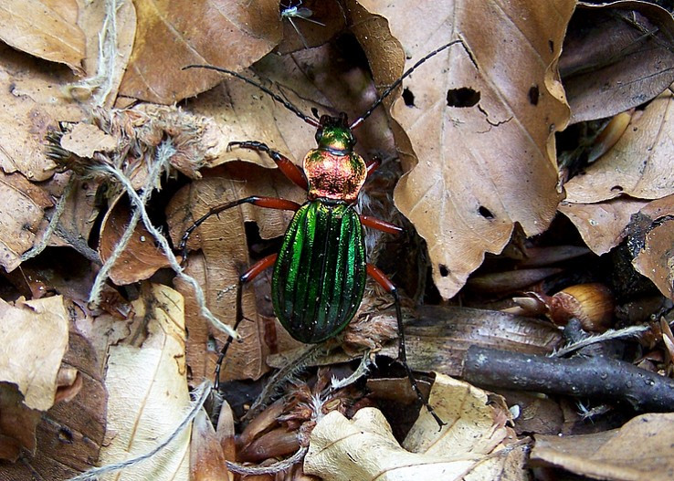Fotka: Bystruska zlata (Carabus auronitens) - Veľká Fatra a Choč - foto ...