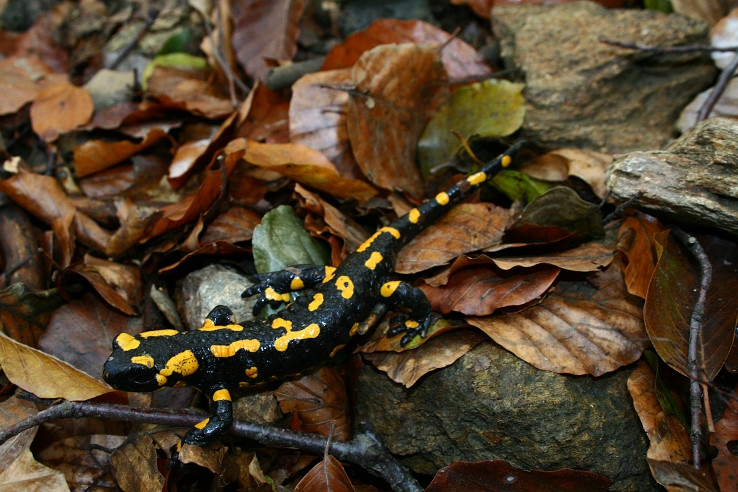 Fotka: Mlok Skvrnity(Salamandra Skvrnita) - Malé Karpaty - foto 18227 ...