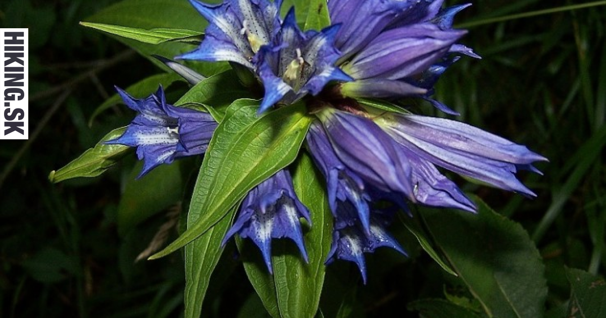 Fotka: Flóra západných Tatier - Tatry - foto 1849 | HIKING.SK