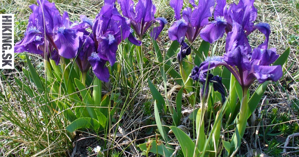 Fotka: Kosatec nízky - Malé Karpaty - foto 1662 | HIKING.SK