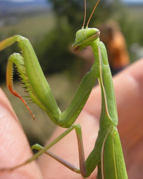 Fotka: Modelka...ehm, modlivka - Biele Karpaty - foto 7044 | HIKING.SK