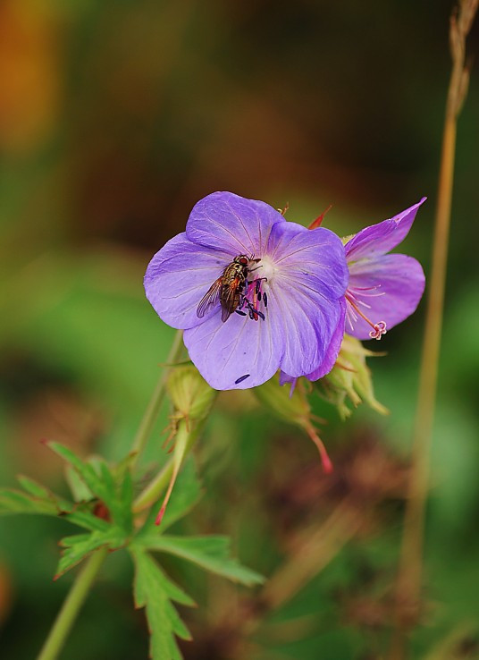 Fotka: Pakost lúčny (Geranium pratense L.) - Oravská vrchovina - foto ...