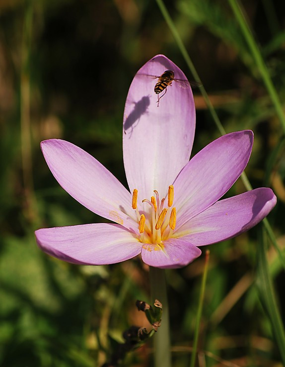 Fotka: Jesienka obyčajná (Colchicum autumnale L.) - Oravská vrchovina ...
