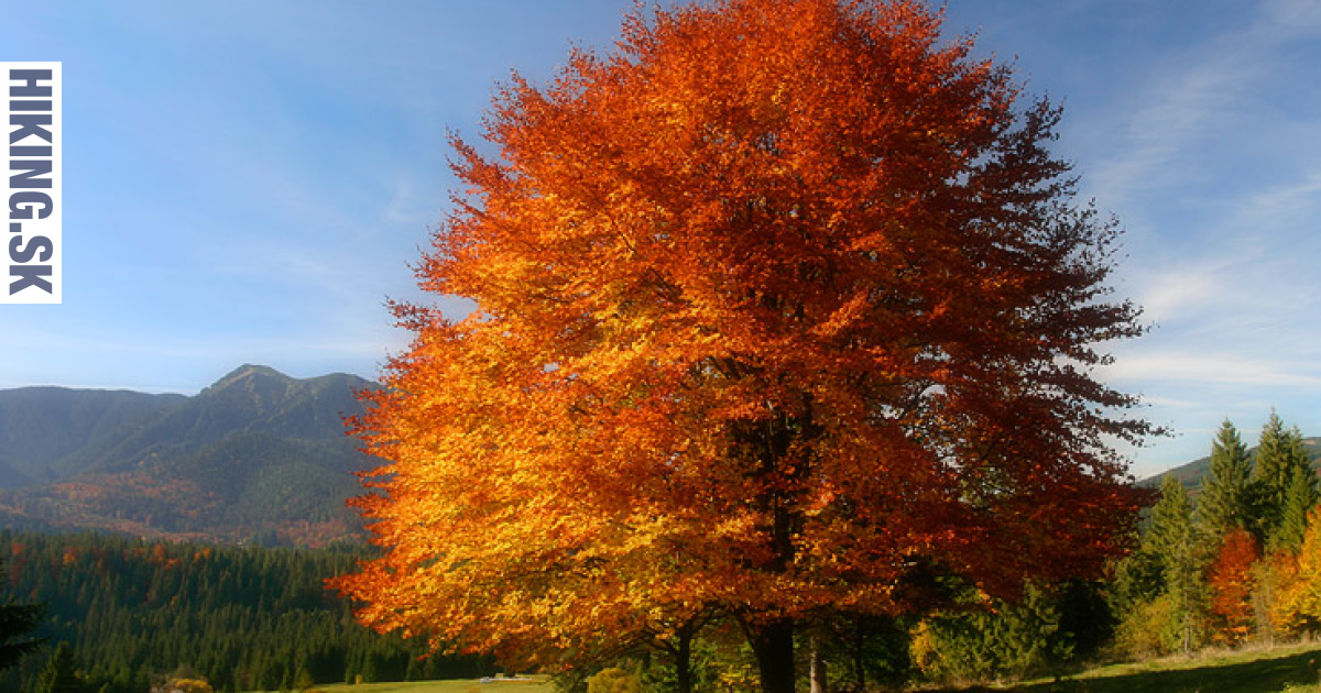 Fotka: Ďalší jesenný strom - Skorušinské vrchy - foto 7972 | HIKING.SK