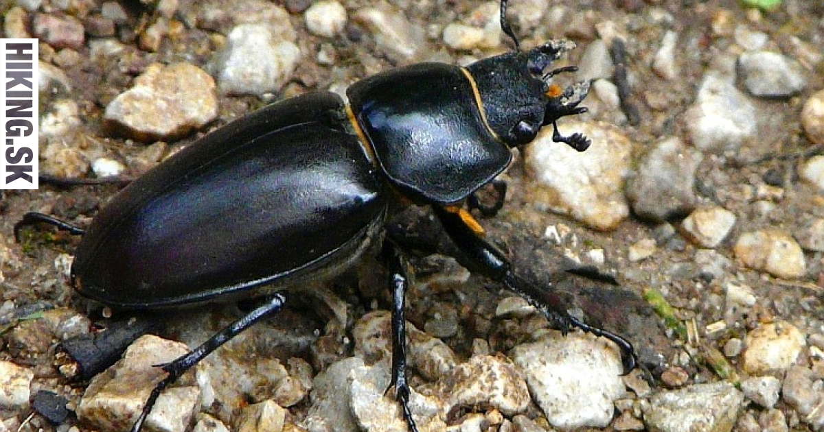 Fotka: Roháč veľký-samička - Malé Karpaty - foto 19544 | HIKING.SK